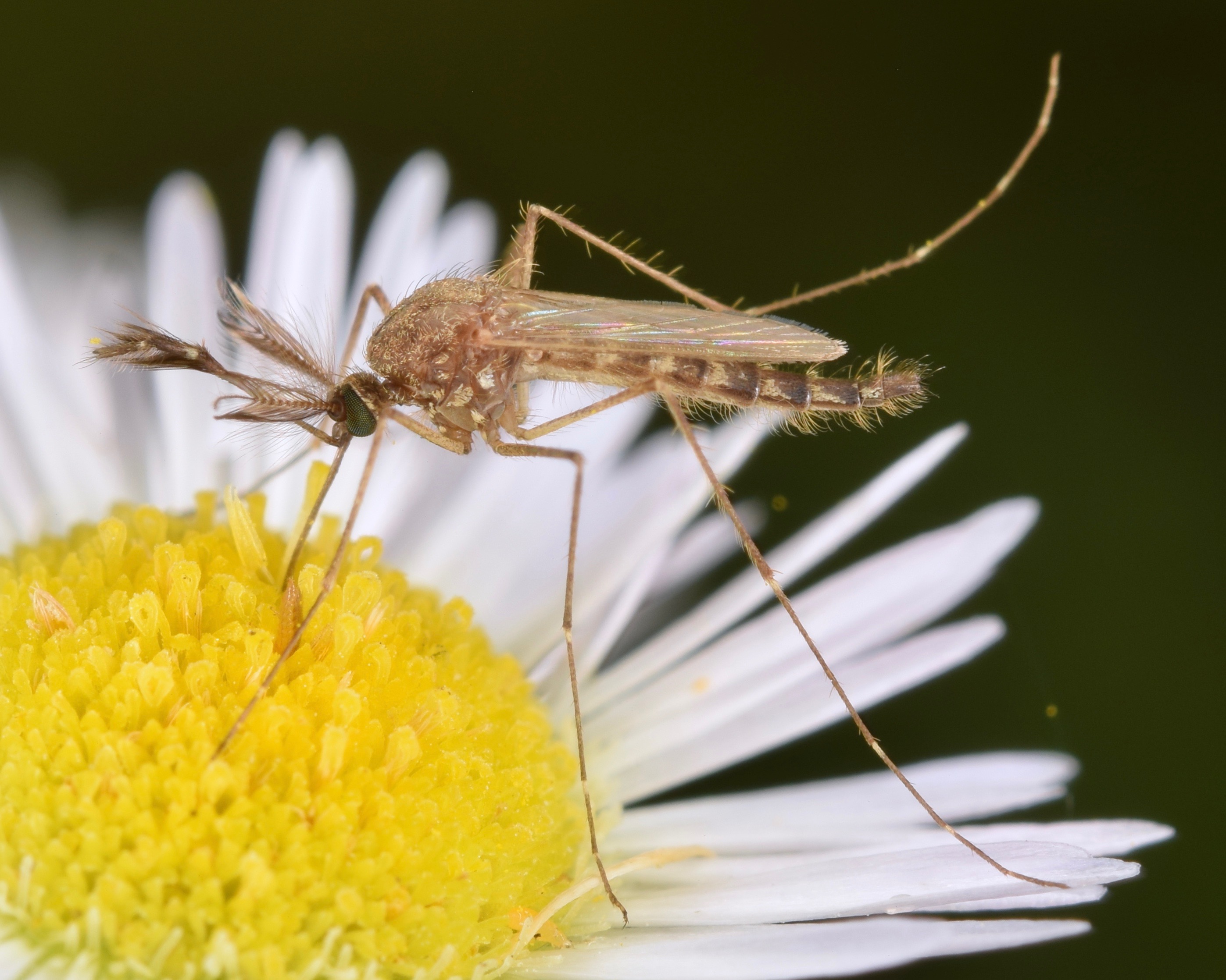 Vexation: Mosquitoes - Heartland Safari