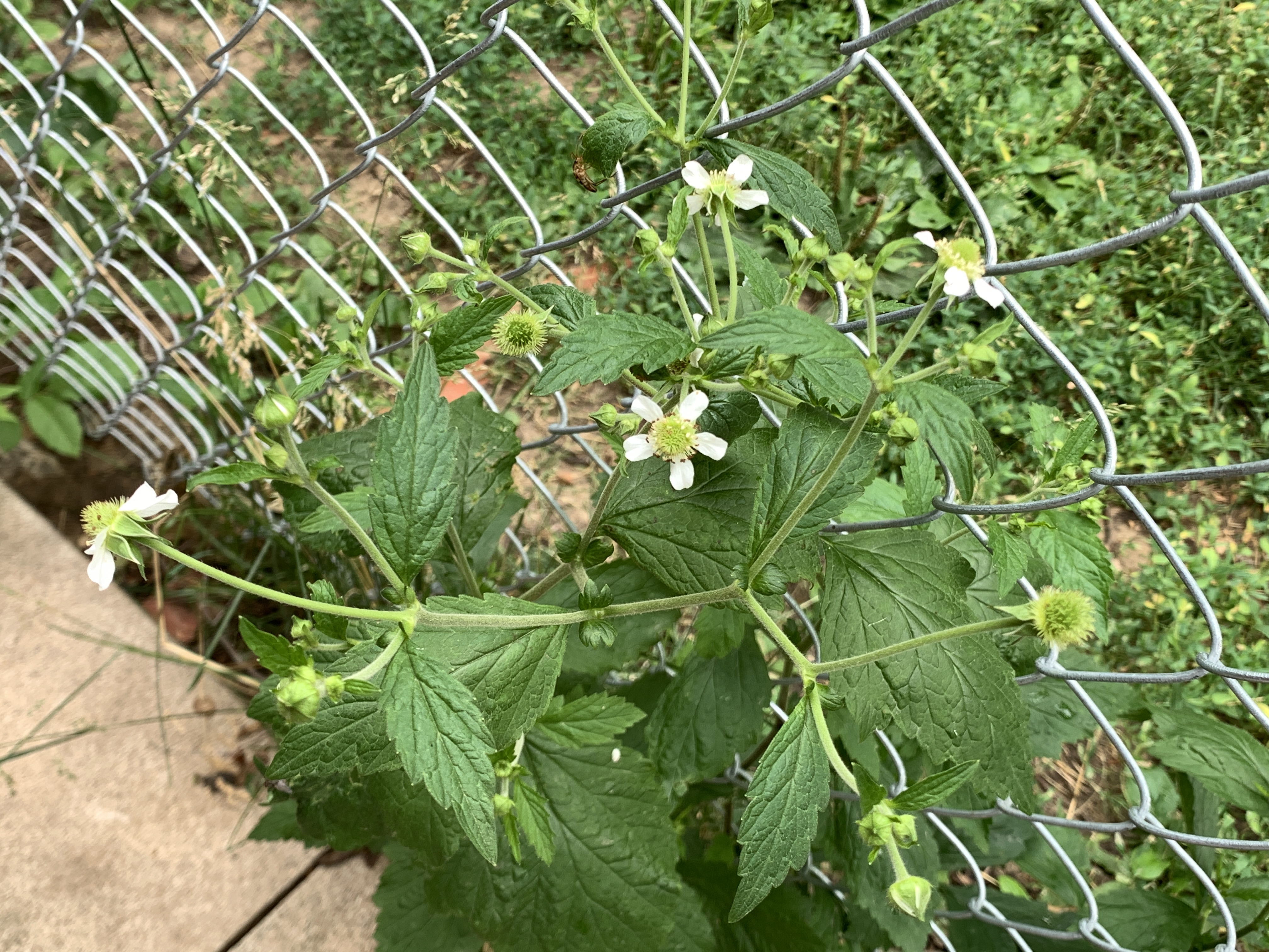 Contrasts: White Avens and Blackseed Plantain - Heartland Safari
